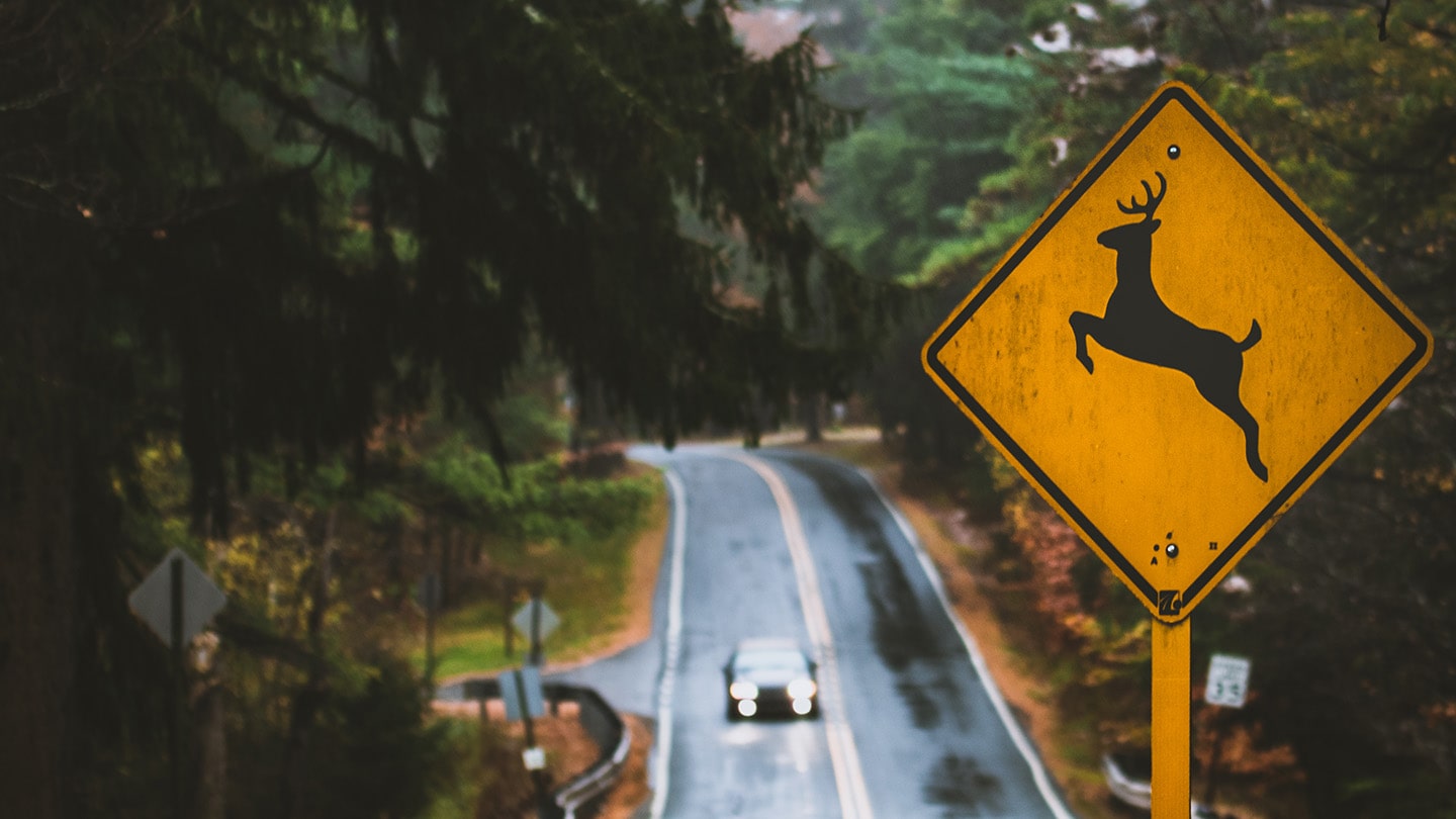 What To Do If You Hit a Deer with Your Car | Chase